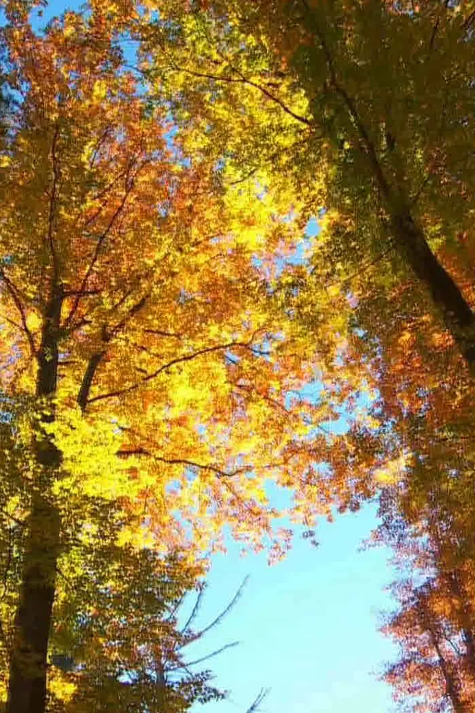 We Trees | Now Playing | Cinema Verde